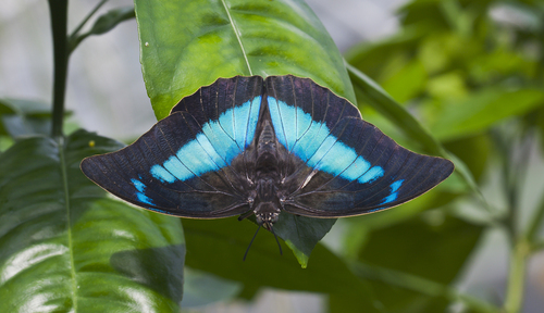 Prepona demophon · Naturalista Costa Rica
