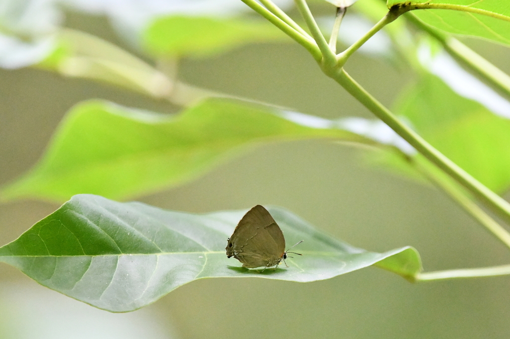 Bitias Hairstreak from Tamuín, S.L.P., Mexico on July 26, 2022 at 01:39 ...