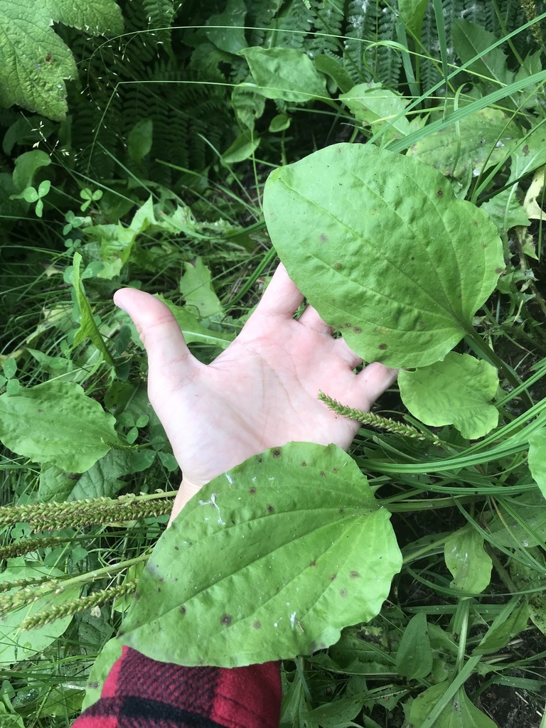 greater plantain from Chugach State Park, Anchorage, AK, US on August 2 ...