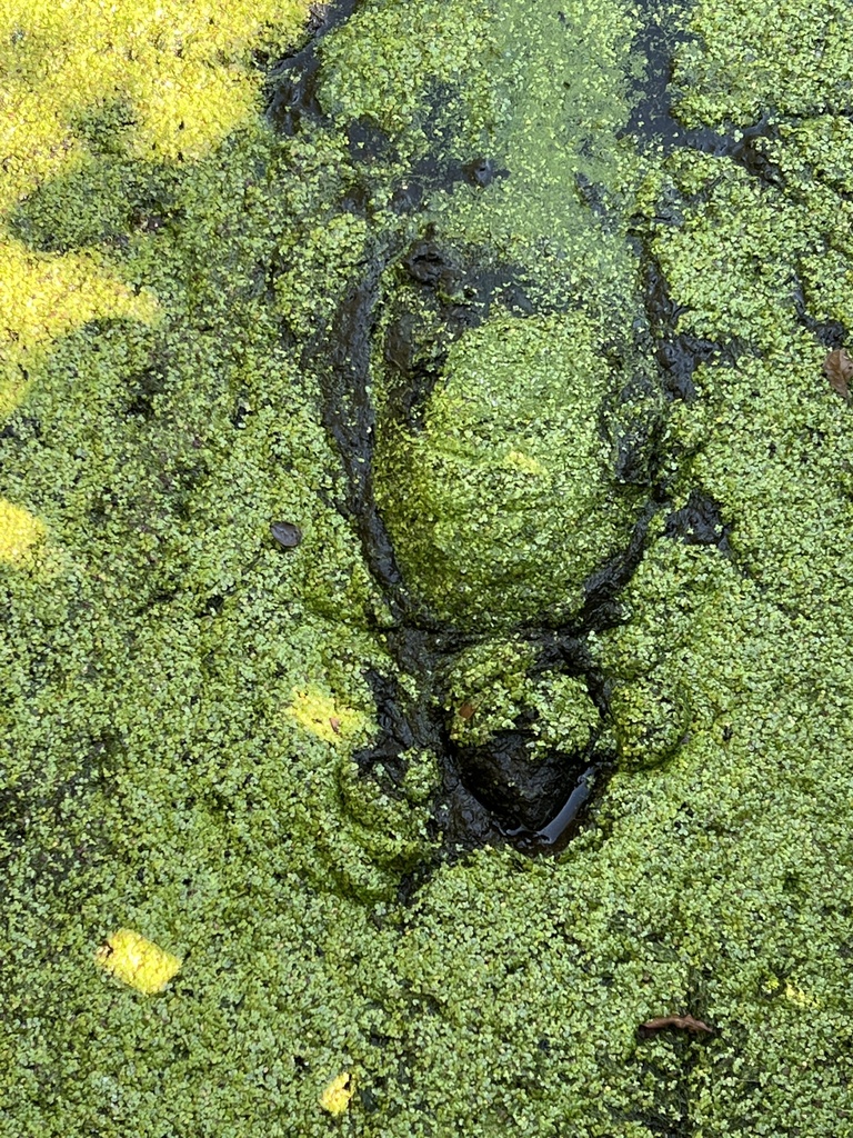 Common Snapping Turtle from 108th Ave, South Haven, MI, US on August 02 ...