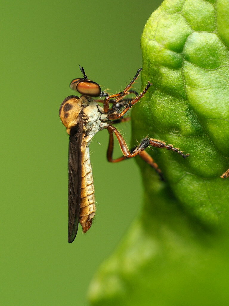 Gnat Ogres from Takoma Park, MD, USA on July 07, 2022 at 07:32 PM by ...