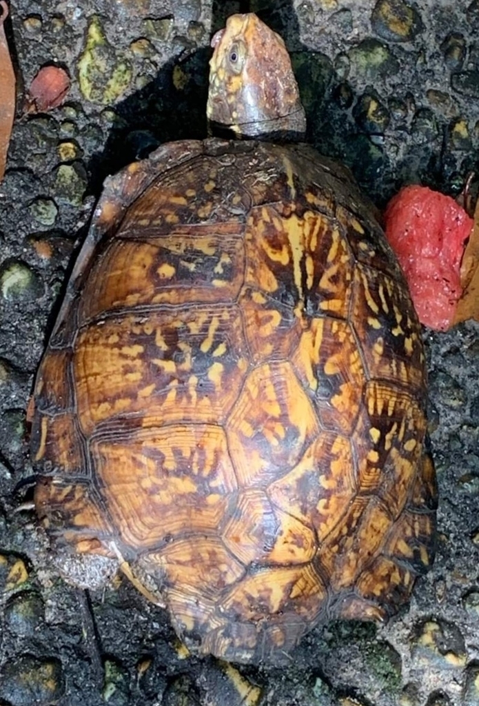 Common Box Turtle from Woodland Drives, Tallahassee, FL 32301, USA on ...