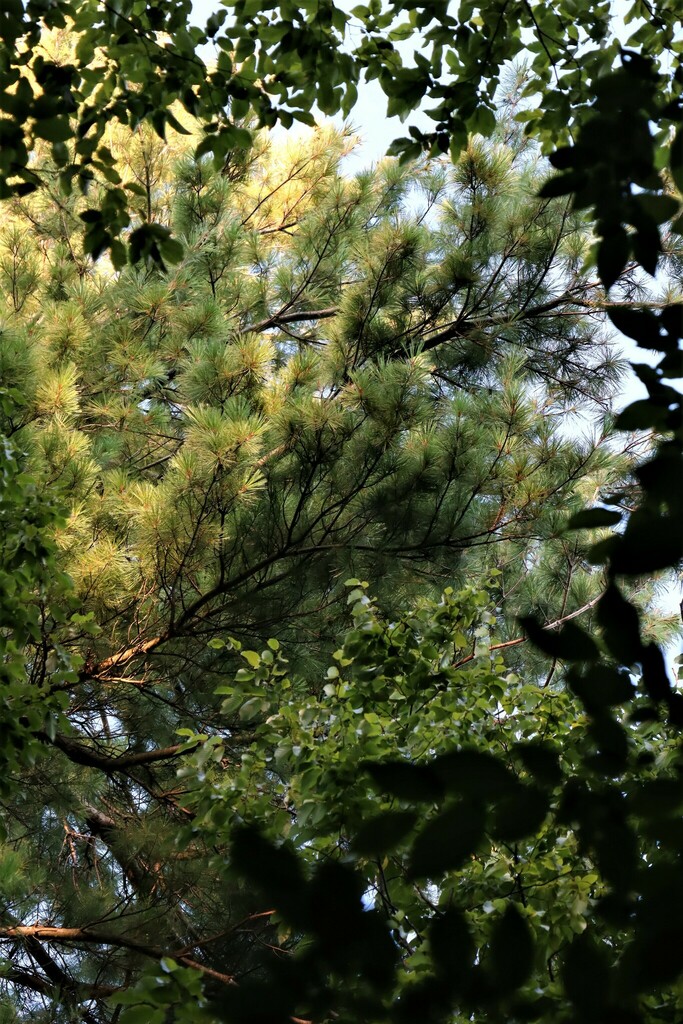 eastern white pine from Belleville, ON, Canada on August 02, 2022 at 07 ...