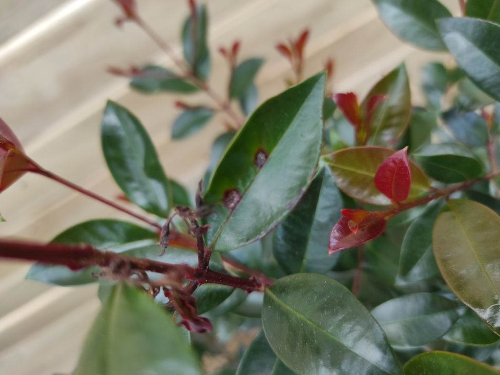 Lilly Pilly from Beach Haven, Auckland 0626, New Zealand on August 03 ...