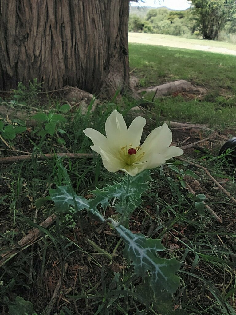 Mexican Poppy from Durango, Dgo., México on July 29, 2022 at 01:38 PM ...