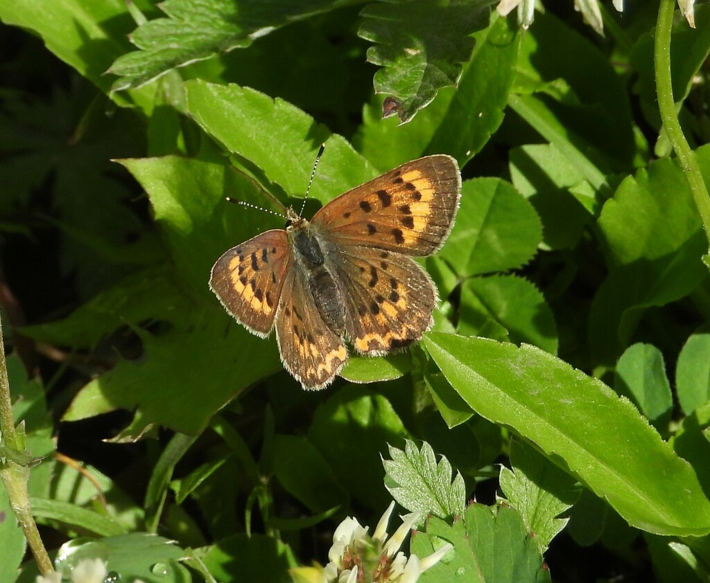 Tharsalea dorcas sangremar in July 2022 by anneepierce · iNaturalist