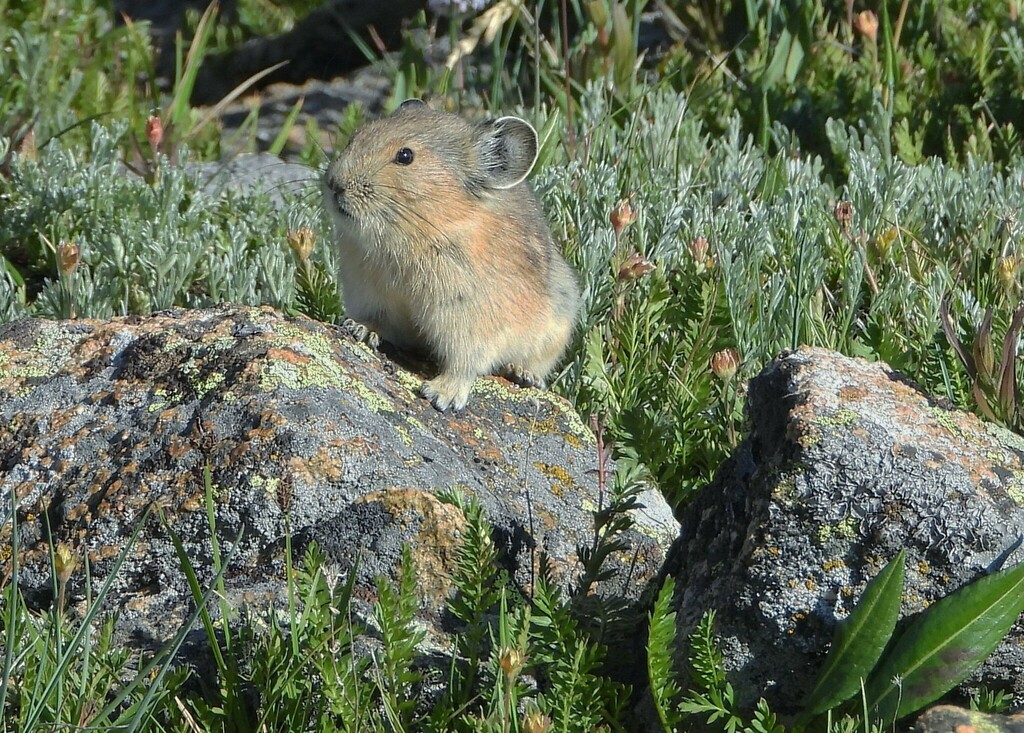American Pika from Larimer County, CO, USA on July 26, 2022 at 07:31 AM ...