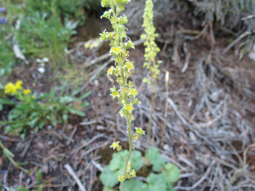 littleleaf alumroot from Bridger Range, Montana 59714, USA on July 01 ...