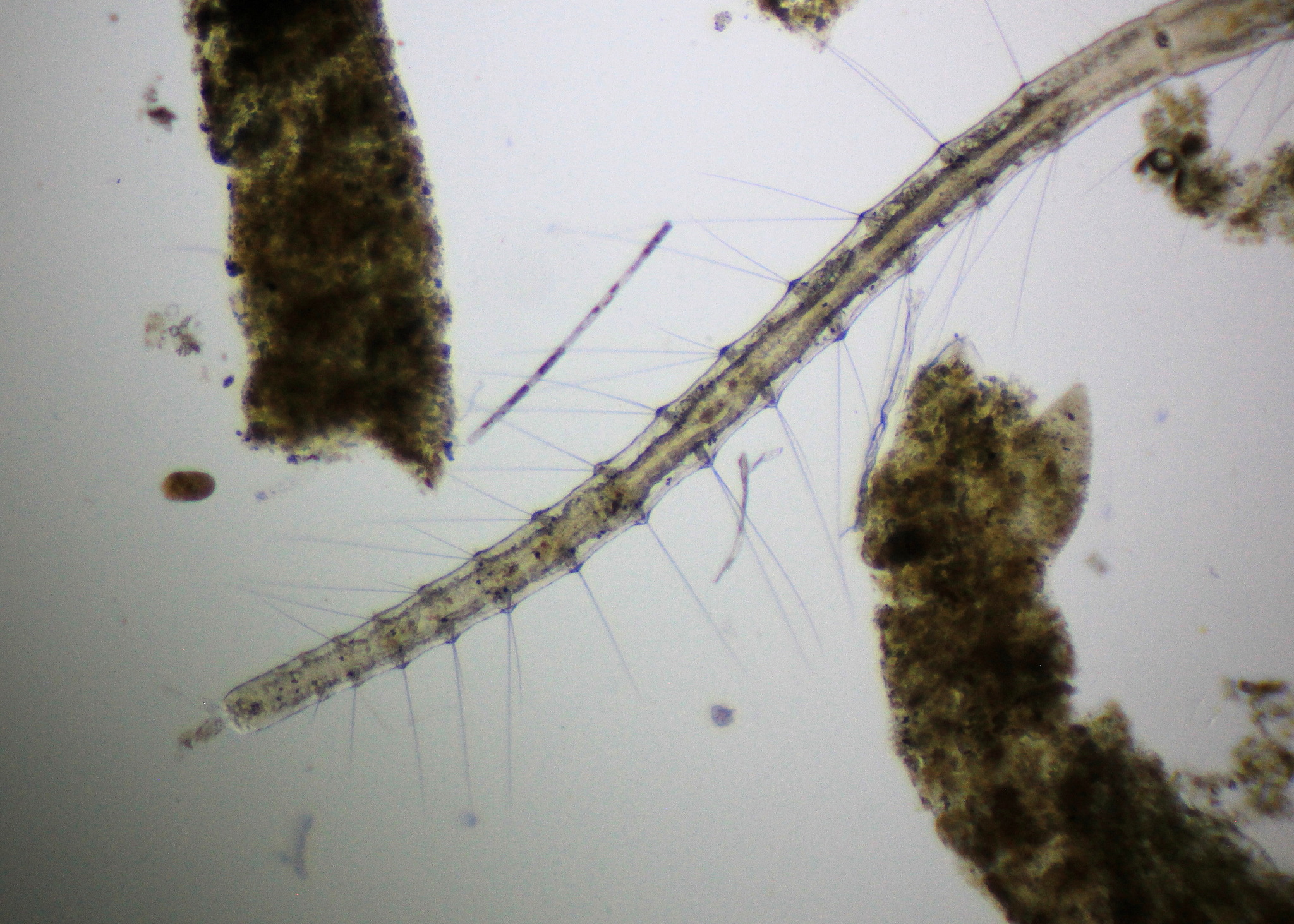 Stylaria fossularis Leidy, 1852