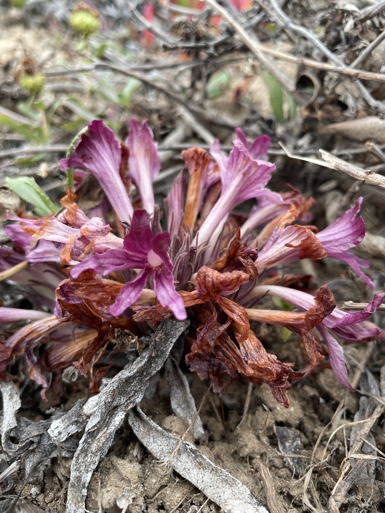 California Broomrape from Golden Gate National Recreation Area ...