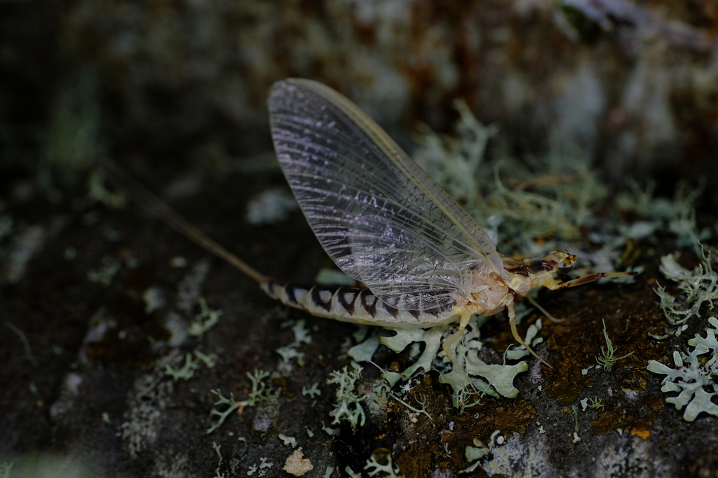 Giant Mayfly from Thunder Bay District, ON, Canada on July 17, 2022 at ...