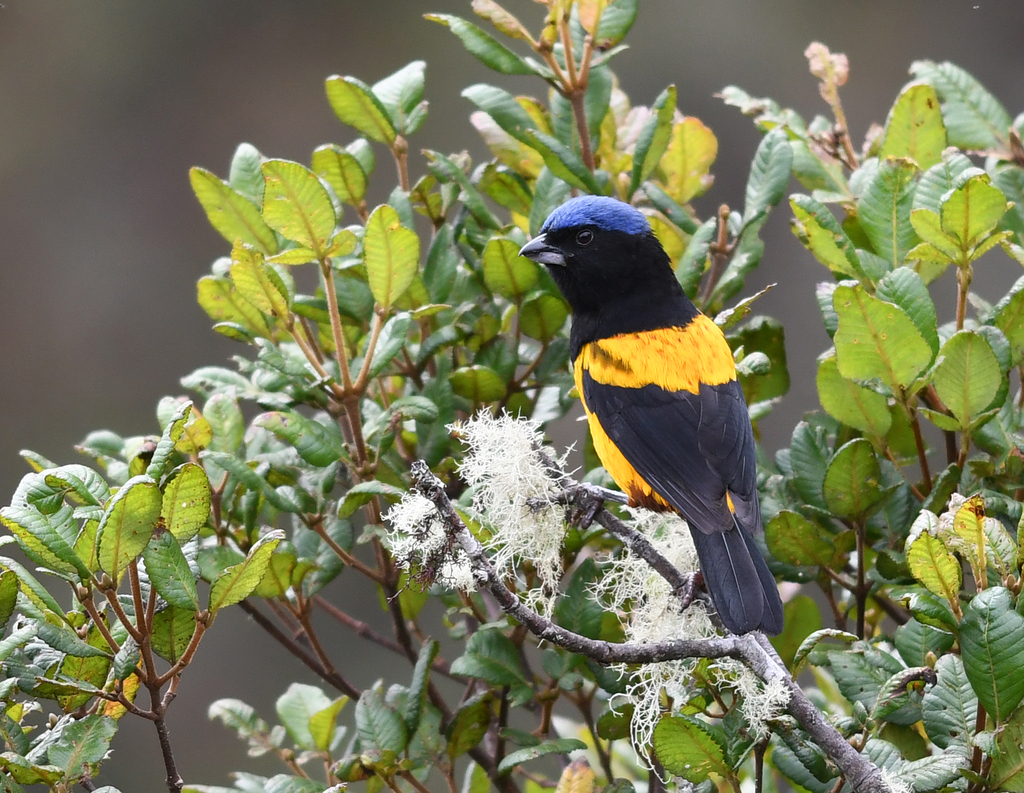 Golden-backed Mountain-Tanager in August 2022 by Josh Vandermeulen ...
