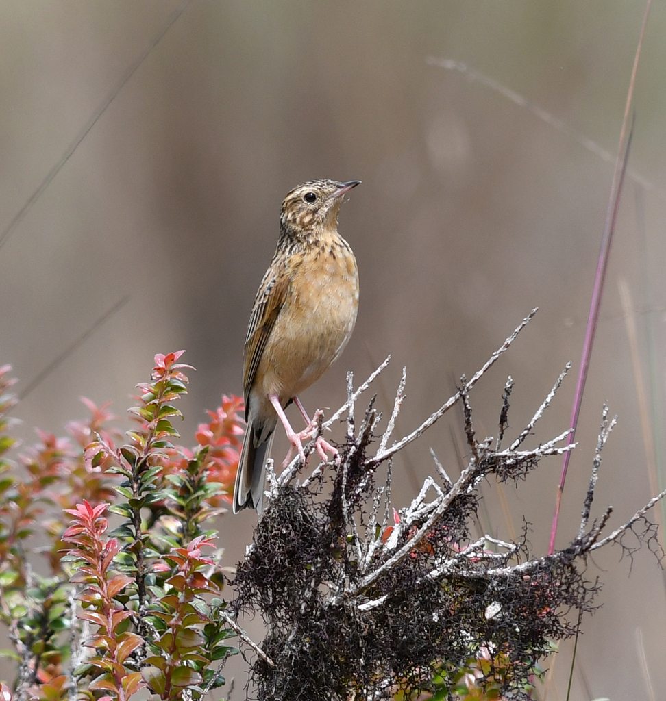 Páramo Pipit (Anthus bogotensis) - Avian Discovery