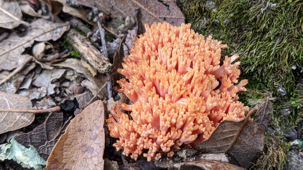 Coral Fungi from 50310 Méx., México on August 02, 2022 at 06:54 PM by ...