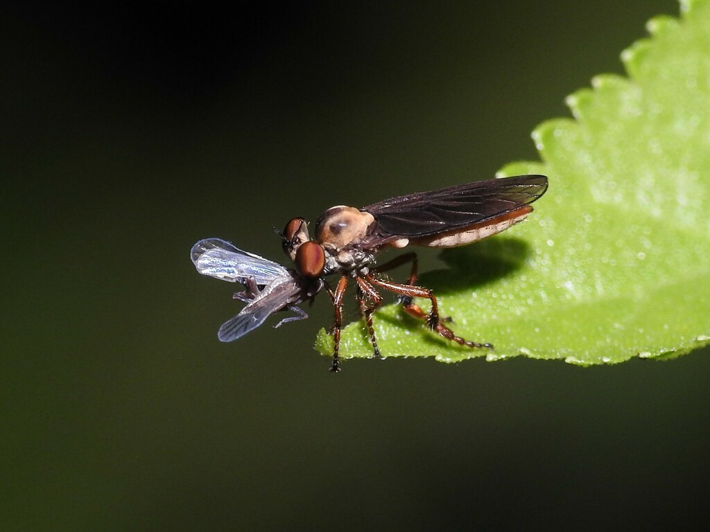 Gnat Ogres in July 2022 by Donna J. Parry. With prey ([129237465](https ...