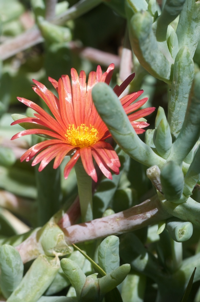 Malephora crocea (Tenerife Plants Cactaceae, Apocynaceae, Aizoaceae ...