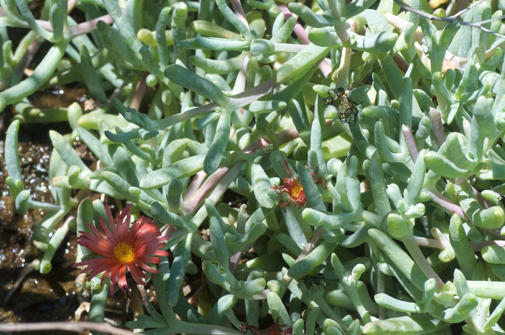 Malephora crocea (Tenerife Plants Cactaceae, Apocynaceae, Aizoaceae ...