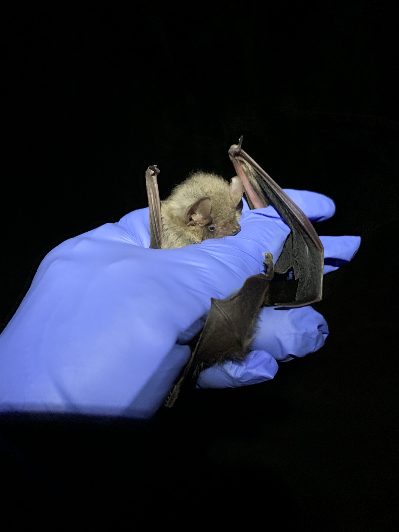 Dasypterus intermedius (H.Allen, 1862)