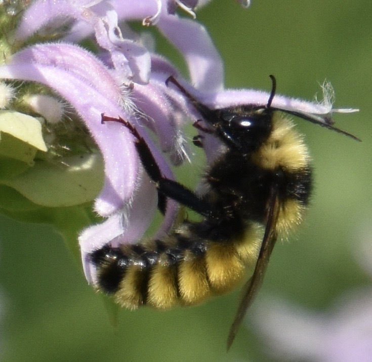 Northern Amber Bumble Bee from Ramsey, MN 55303, USA on July 30, 2022 ...