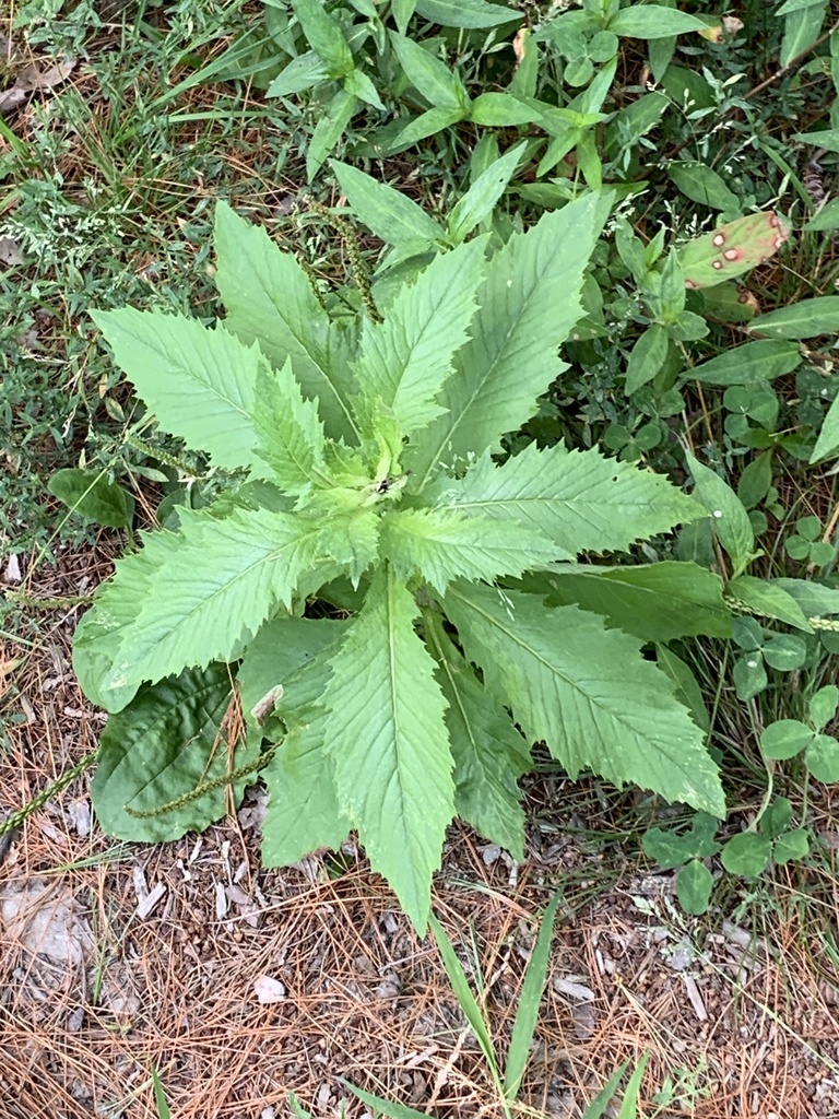 American burnweed from Dudley Rd, Bedford, MA, US on July 27, 2022 at ...