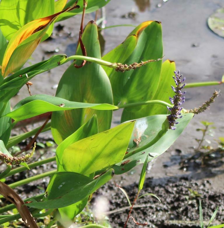 pickerelweed from Travis County, TX, USA on July 31, 2022 at 05:37 PM ...