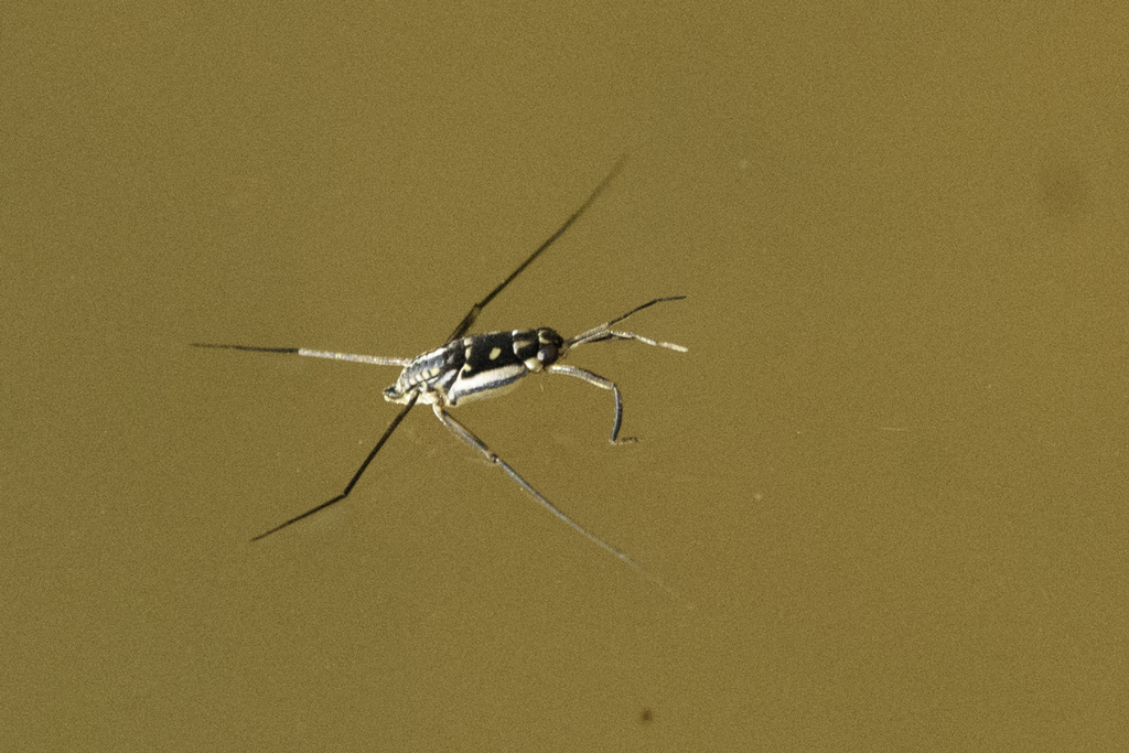 Trepobates subnitidus from Delaware County, OH, USA on July 20, 2022 at ...