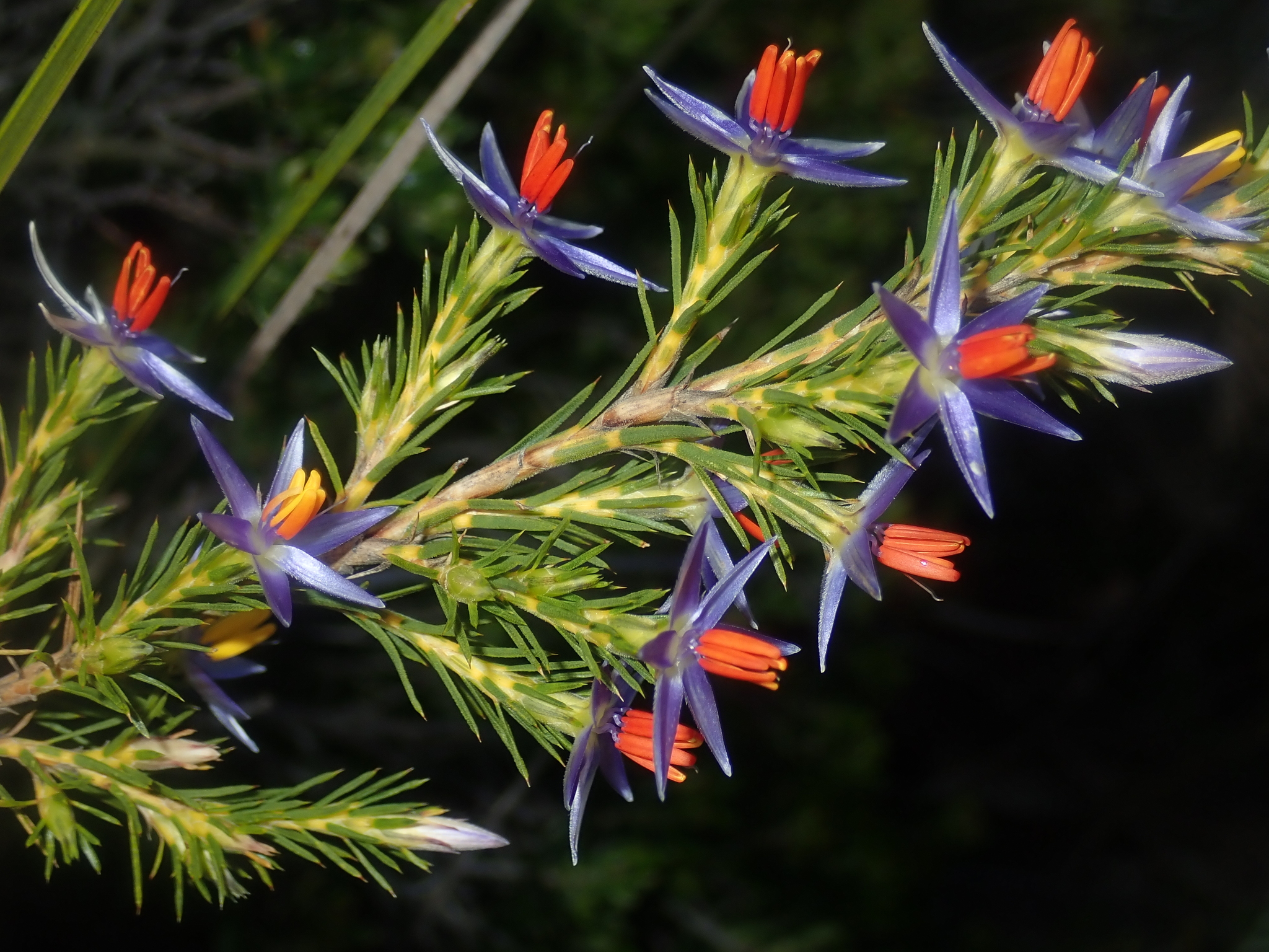 Calectasia narragara R.L.Barrett & K.W.Dixon