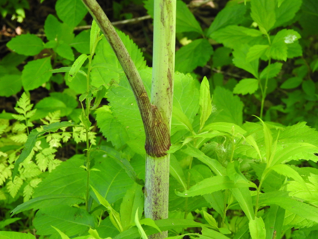 poison hemlock from South Columbus, Columbus, OH, USA on May 29, 2022 ...