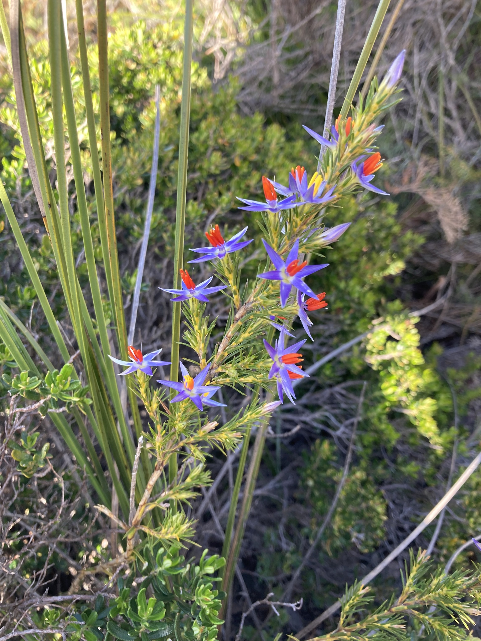 Calectasia narragara R.L.Barrett & K.W.Dixon