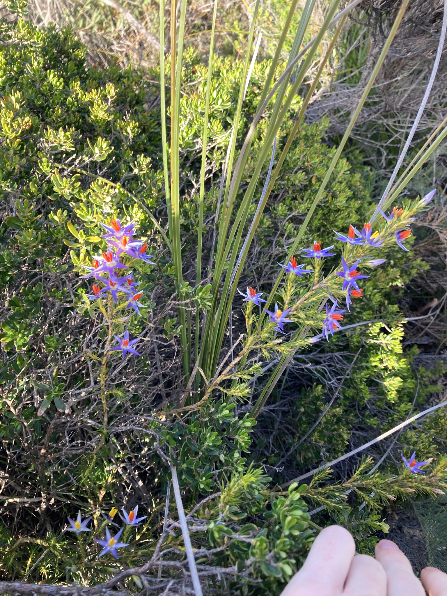 Calectasia narragara R.L.Barrett & K.W.Dixon