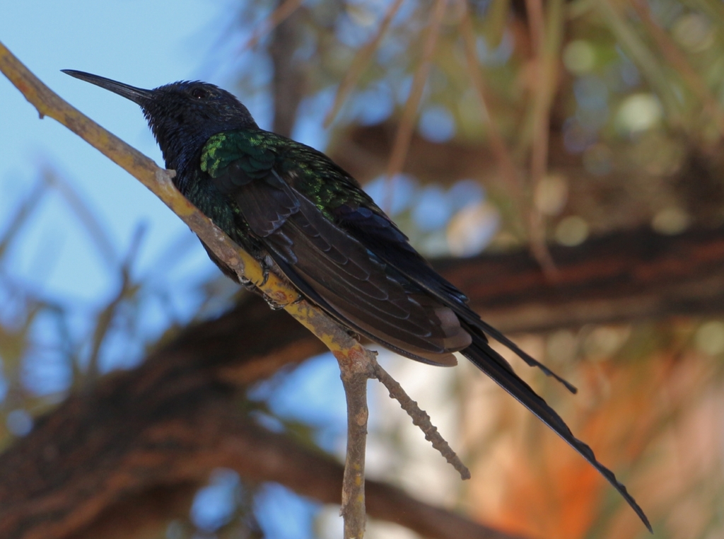Swallow-tailed Hummingbird from Indaiatuba - SP, 13331, Brasil on ...