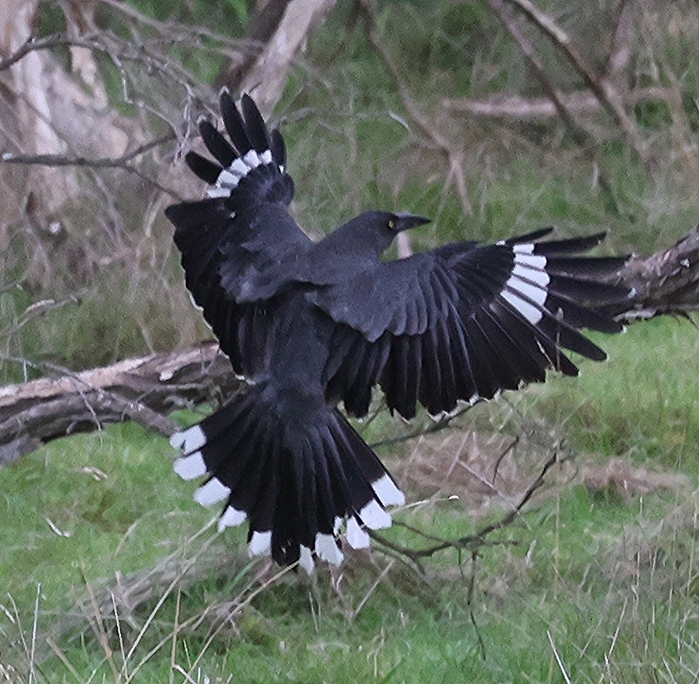 South-eastern Grey Currawong from Cowes VIC, Australia on July 24, 2022 ...