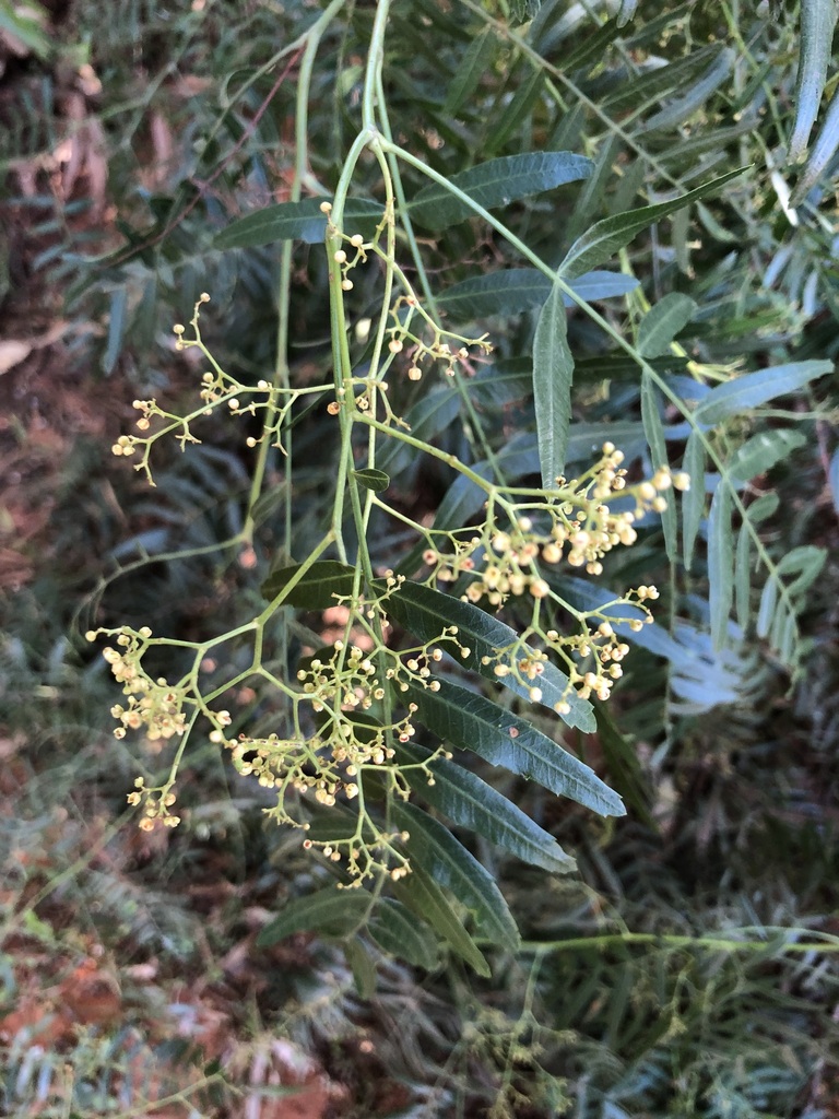 Peruvian Pepper Tree from Fowlers Gap, NSW, Australia on July 17, 2022 ...
