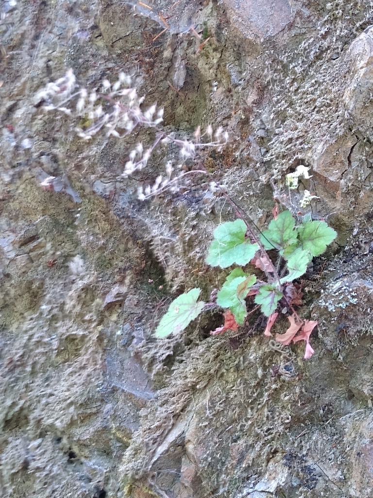 crevice alumroot from Garberville, CA 95542, USA on July 27, 2022 at 11 ...