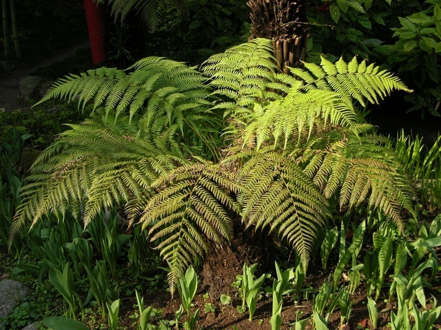 Man Fern (Tree Ferns of Golden Gate Park) · iNaturalist