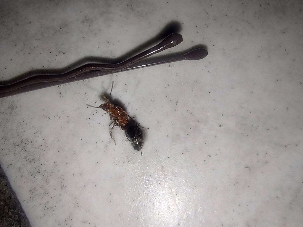 Bicolored Pyramid Ant in August 2022 by Abraham Sánchez Romero ...