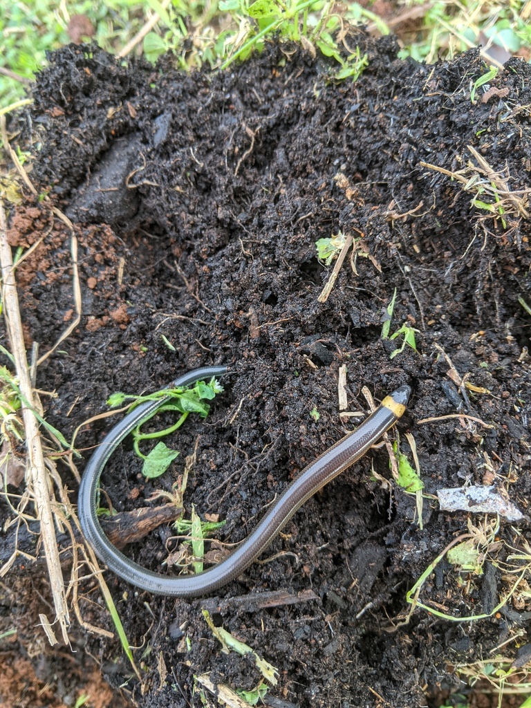 Three-clawed Worm-skink from Black Mountain QLD 4563, Australia on July ...