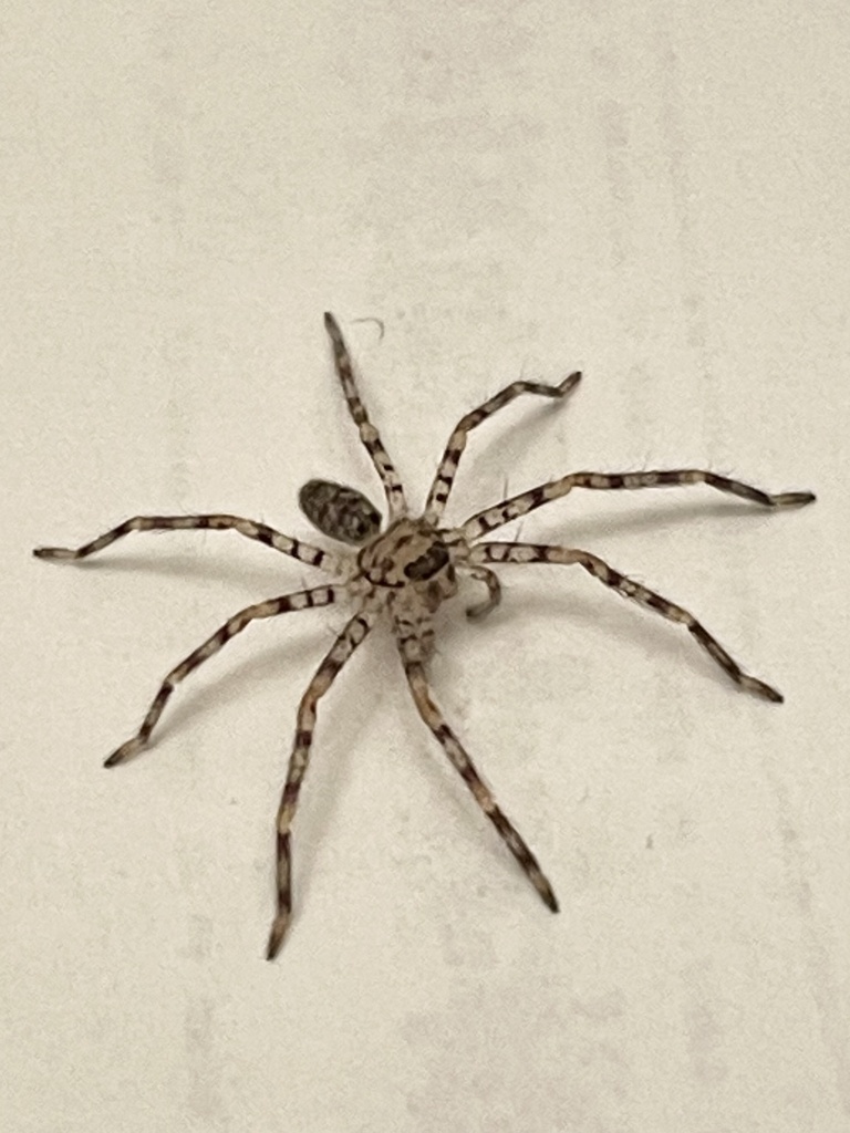 Pantropical Huntsman Spider from 中根新田, 焼津市, 静岡県, JP on August 01, 2022 ...