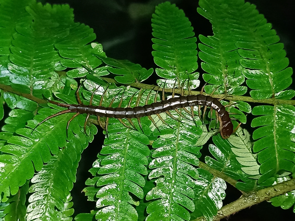 Pacific Giant Centipede from Lahad Datu District, Sabah, Malaysia on ...
