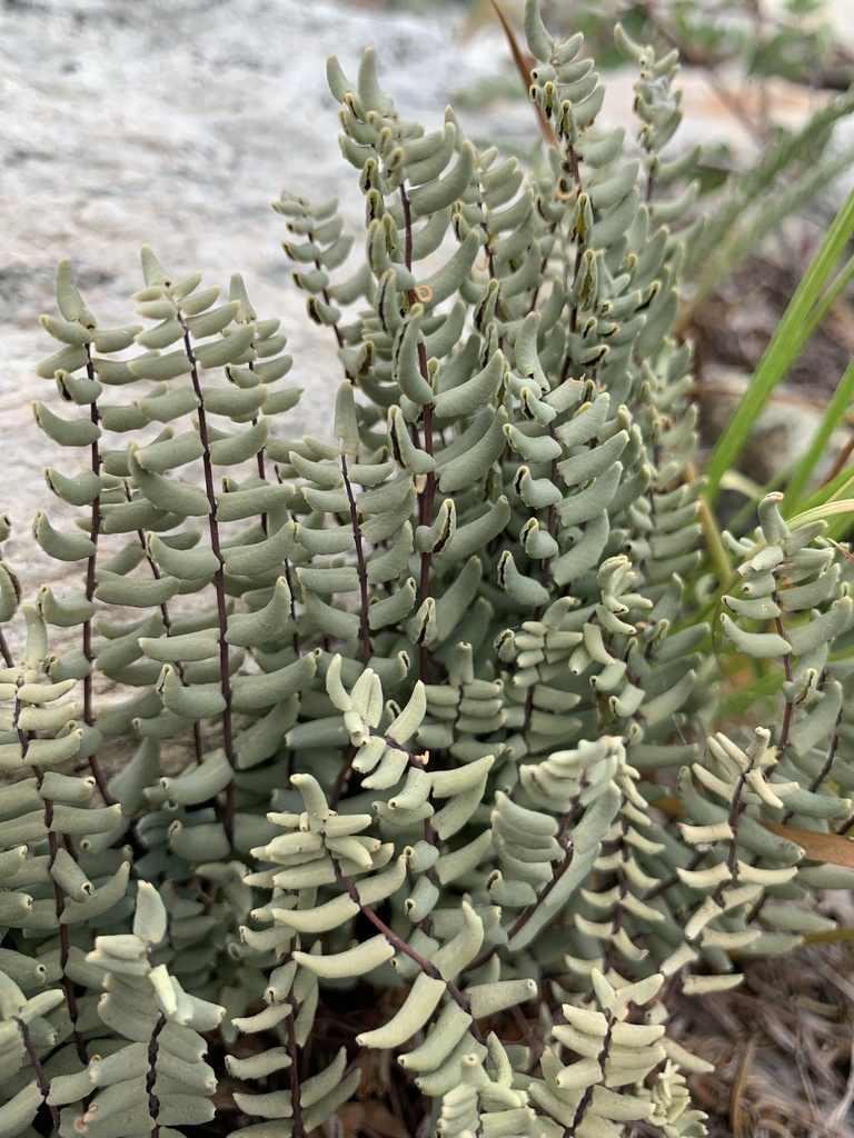 Bridges' cliffbrake from Plumas National Forest, Blairsden Graeagle, CA ...