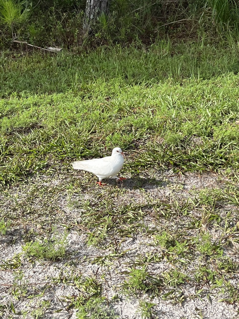 Feral Pigeon from Orange, Florida, United States on July 28, 2022 at 09 ...