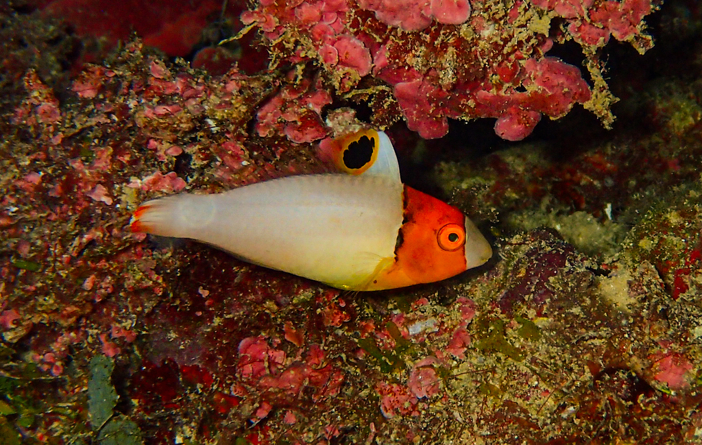 Spotted Parrotfish from Agat, Guam on July 16, 2022 at 04:31 PM by ...