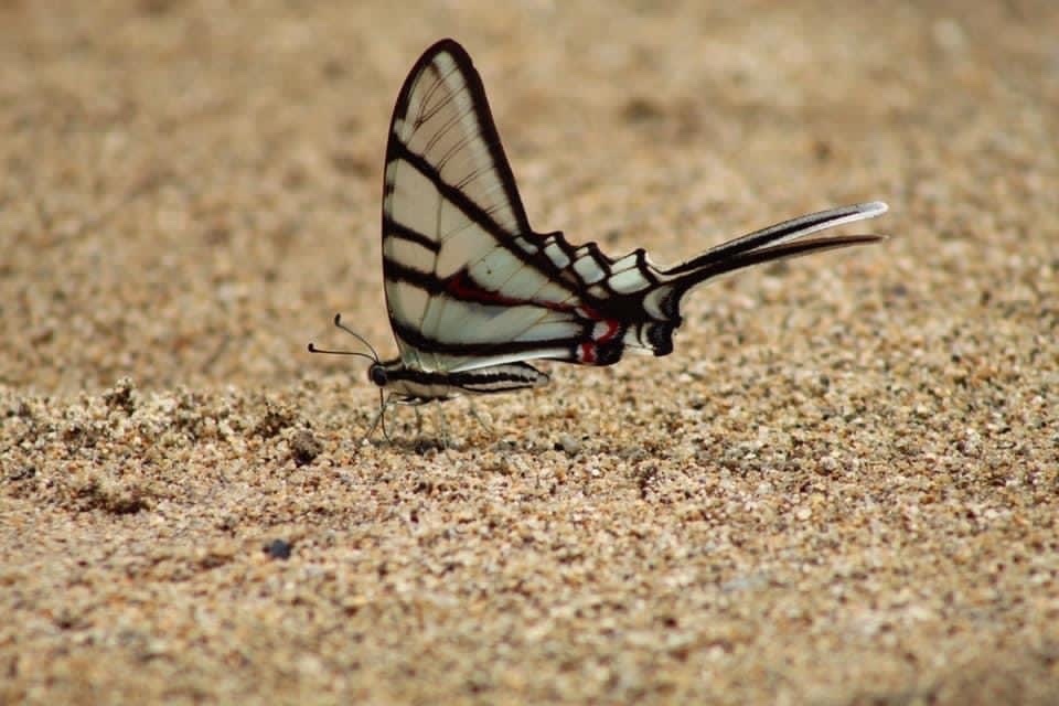 Protographium epidaus tepicus from Talpa de Allende, JAL, MX on August ...