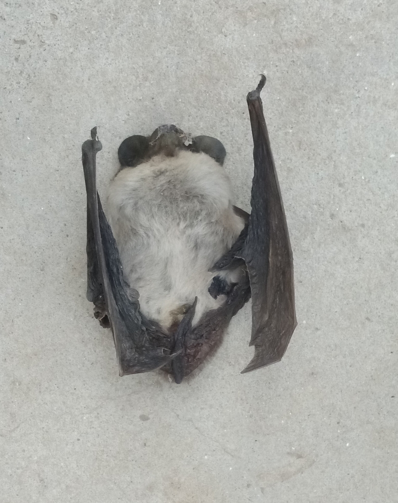 Particoloured Bat from Трубарево on August 3, 2022 at 06:21 AM by ...