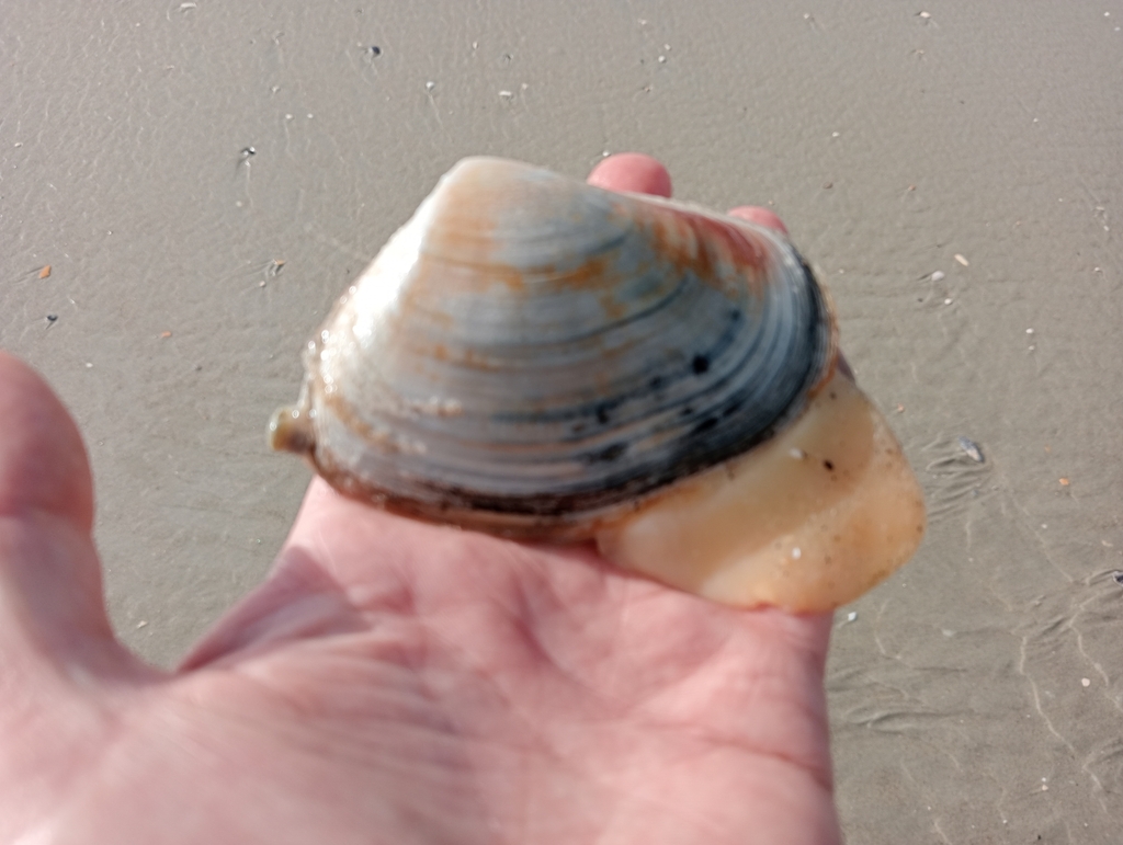 Southern Tuatua from Port Chalmers 9082, New Zealand on August 03, 2022 ...