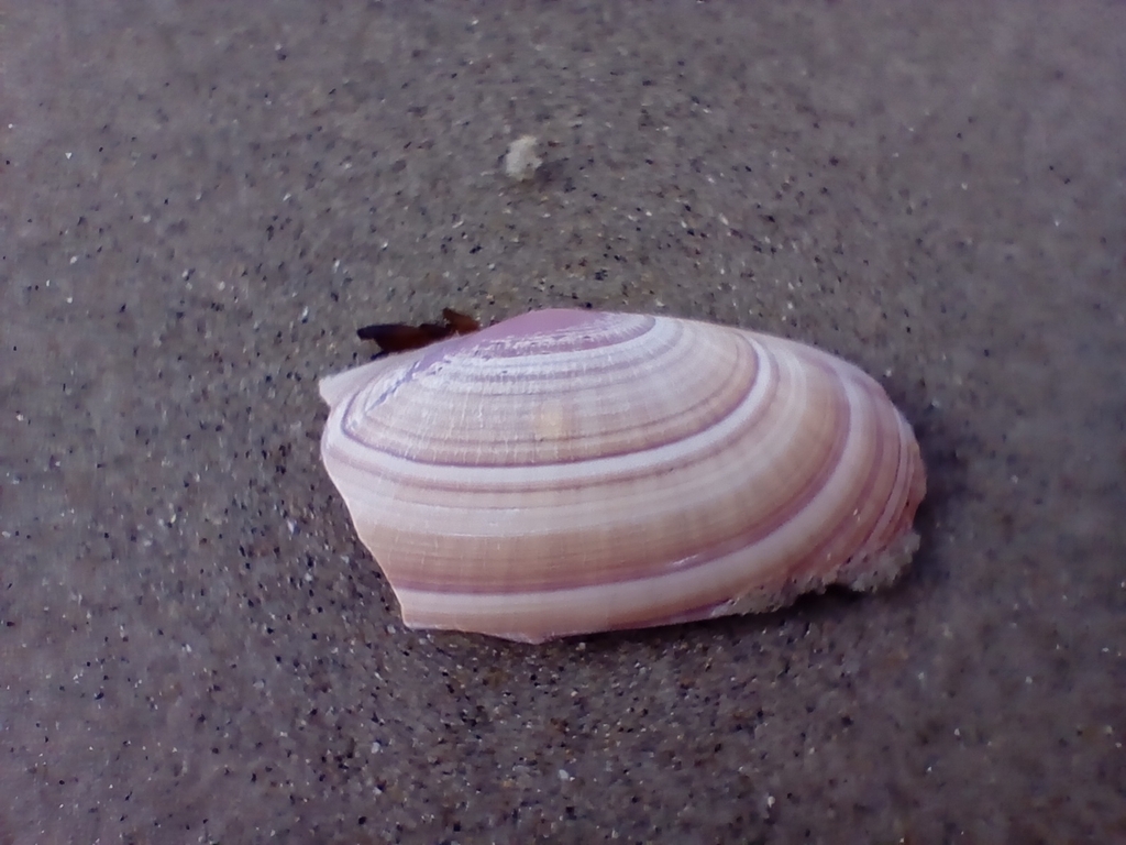 Sunset Clams from Kaunihera a-Rohe o Ōtepoti, Otago, New Zealand on ...