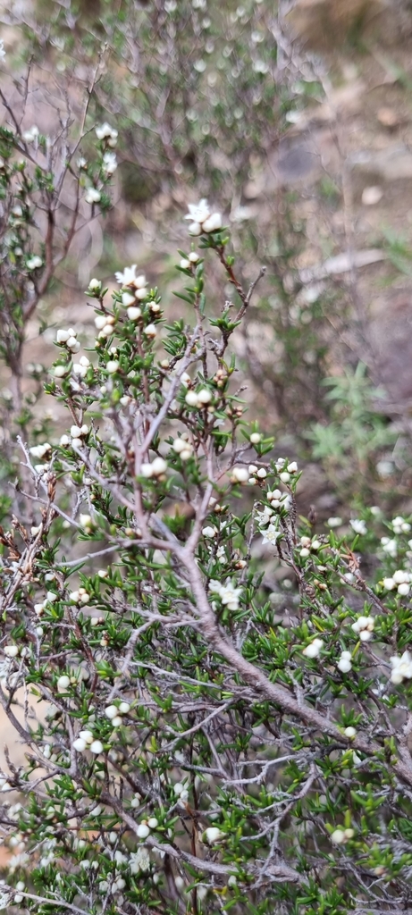 prickly cryptandra from Cherry Gardens SA 5157, Australia on August 03 ...