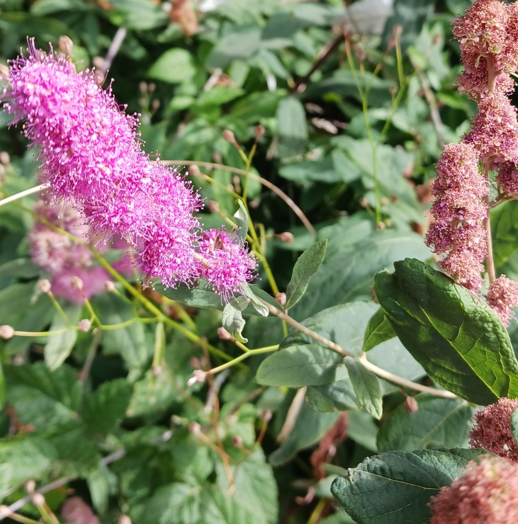 Rose Spirea from 4000 Block SW Fairview (Arboretum), Portland, OR 97205 ...