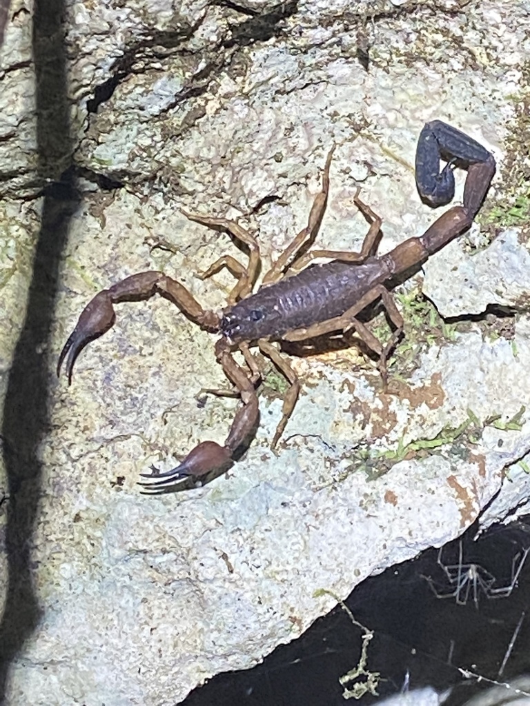 Thick-tailed scorpions from Guajataca State Forest, San Sebastián ...