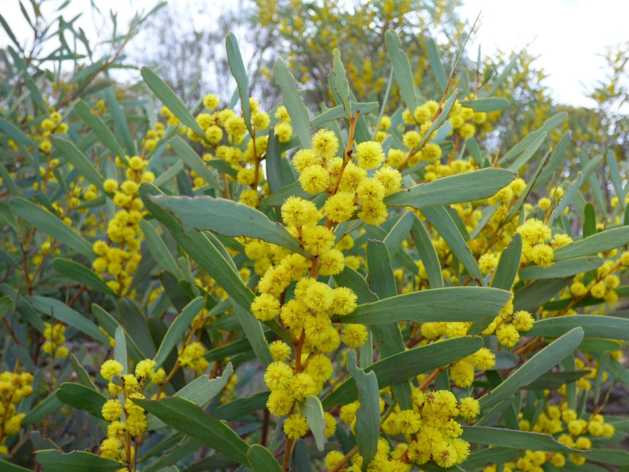 Acacia hakeoides A.Cunn. ex Benth.